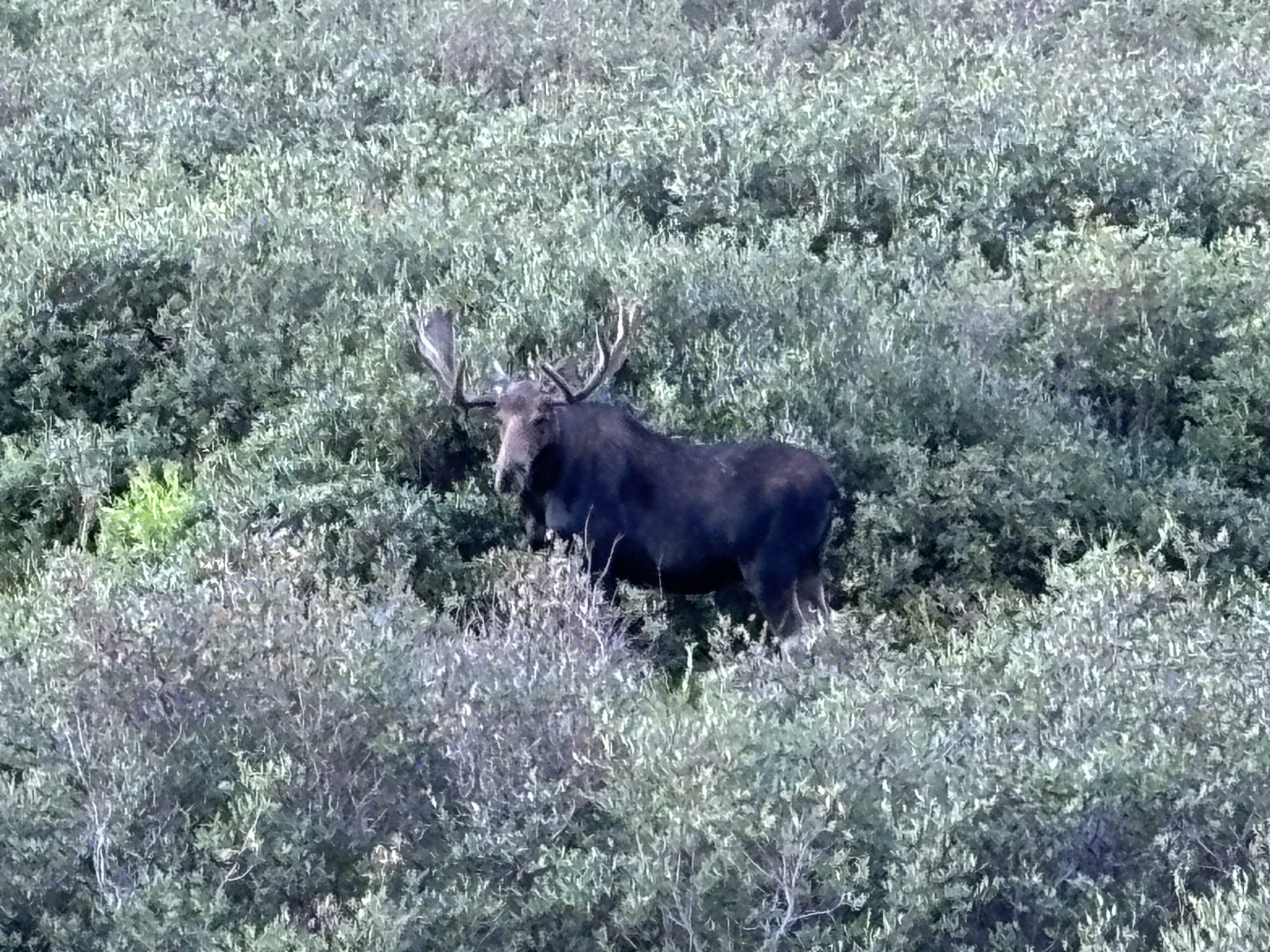 Colorado Day 23: Moose!! And Lots of Switchbacks - Outdoor Pilgrim